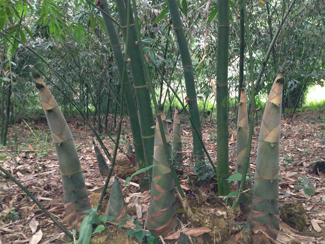 Why Bamboo Grows Fast? - Yeah Bamboo!